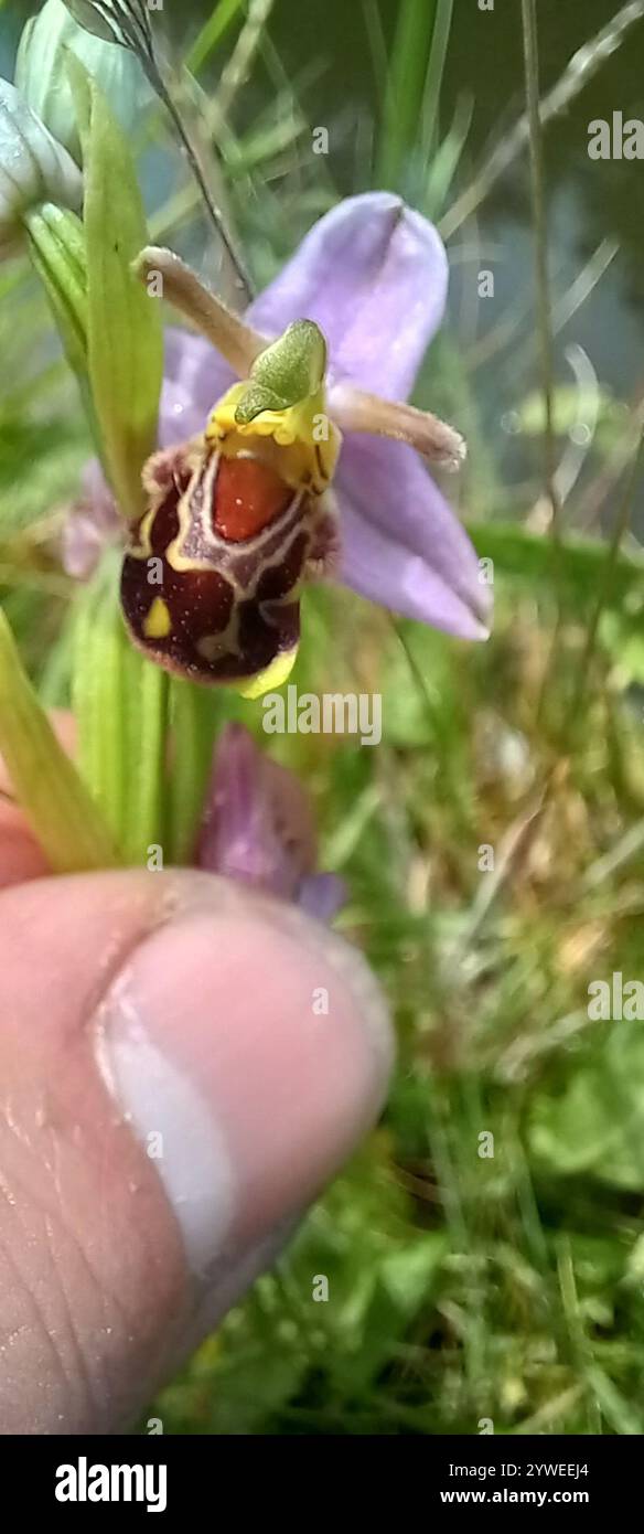 Bee Orchid (Ophrys apifera Stock Photo - Alamy