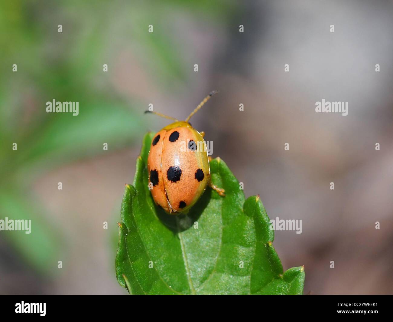Oides hi-res stock photography and images - Alamy