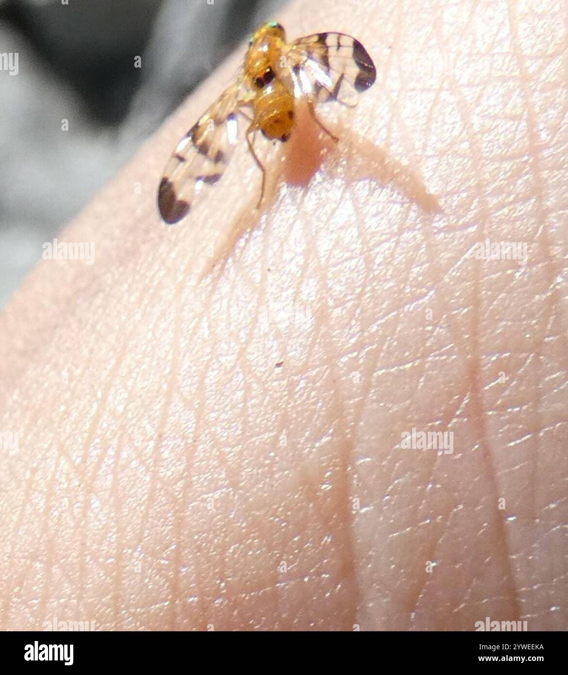 Fruit Flies (Tephritidae Stock Photo - Alamy