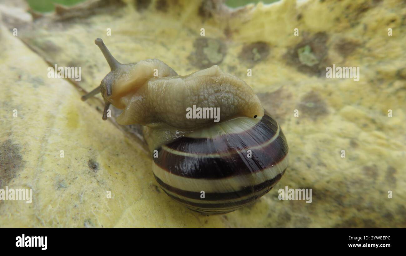 Brown-lipped Snail (Cepaea nemoralis Stock Photo - Alamy