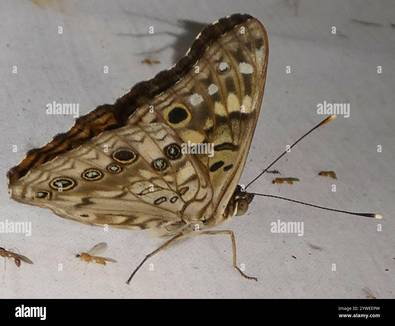 Hackberry Emperor (Asterocampa celtis Stock Photo - Alamy