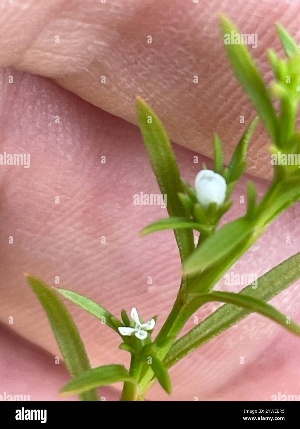Rust Weed (Polypremum procumbens Stock Photo - Alamy