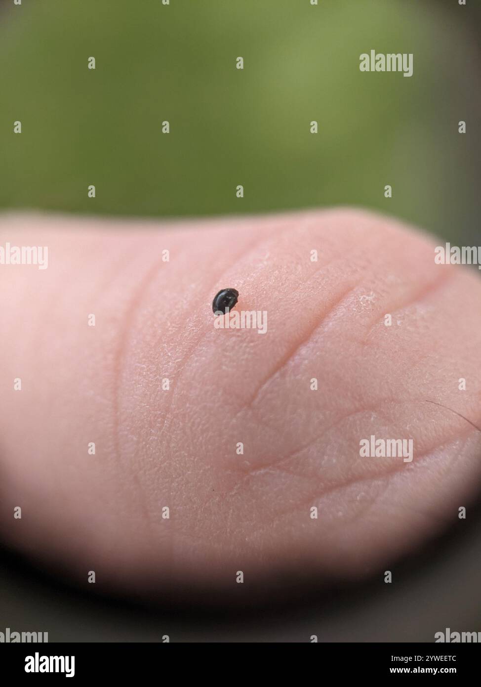 Stethorus hi-res stock photography and images - Alamy