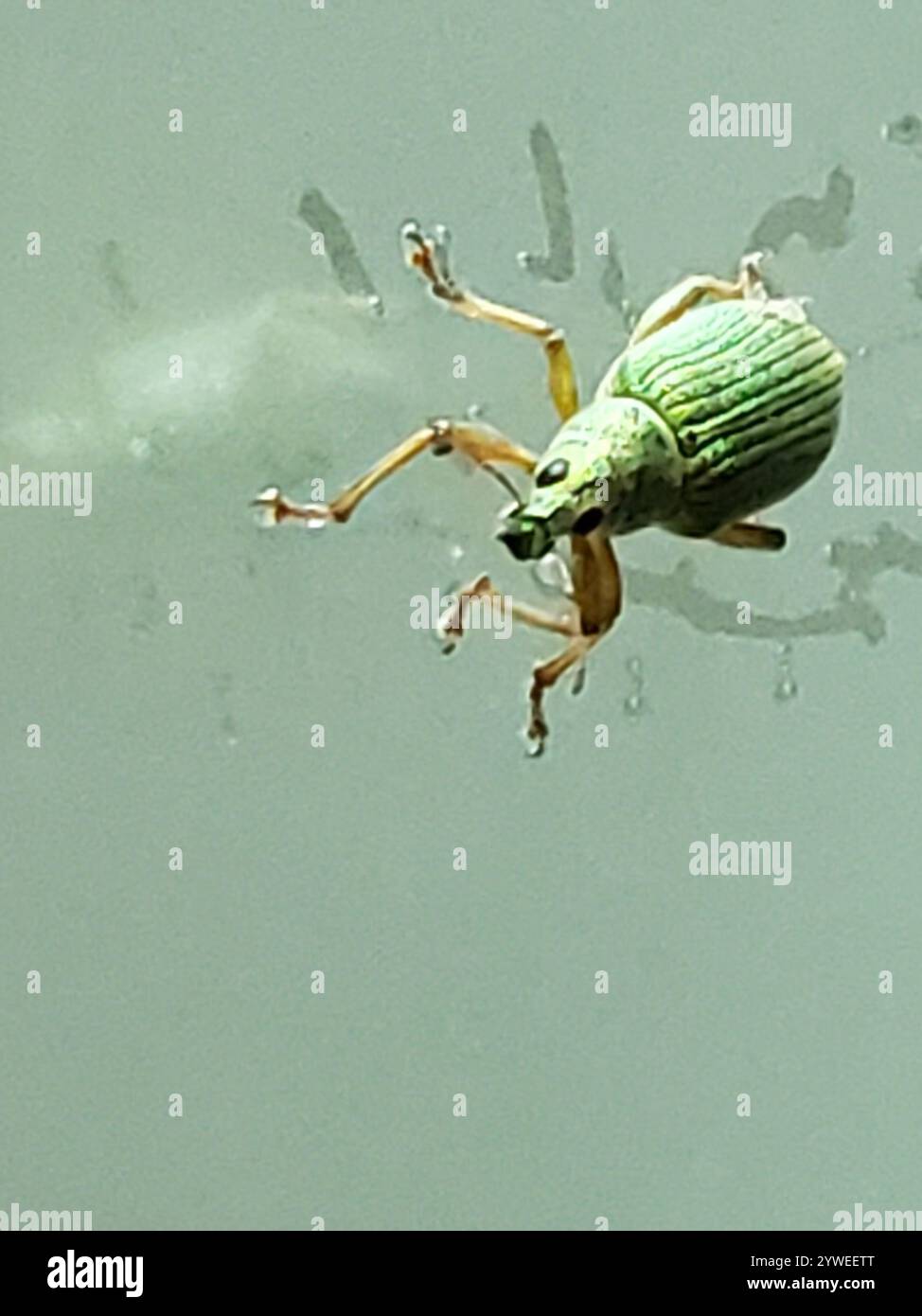 Green Immigrant Leaf Weevil (Polydrusus formosus Stock Photo - Alamy