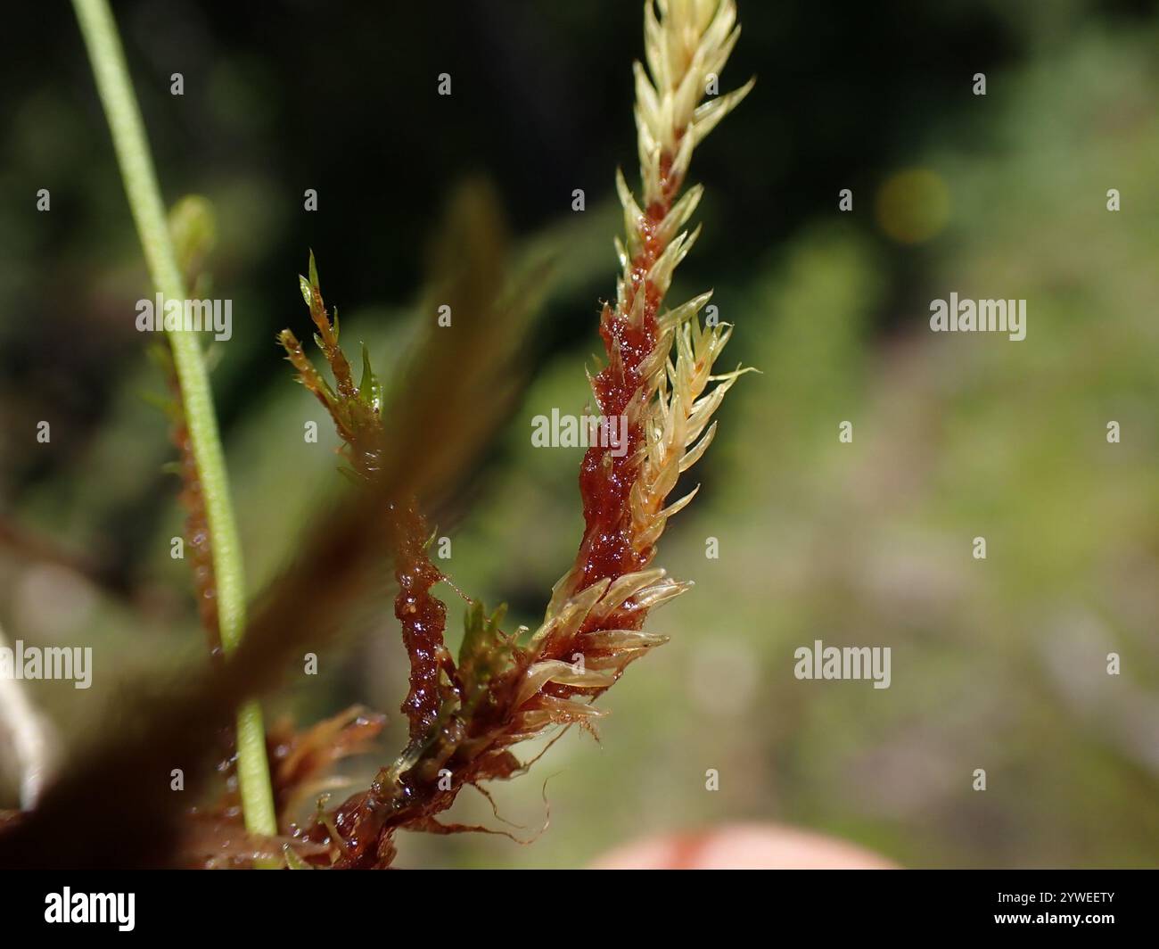 ribbed bog moss (Aulacomnium palustre Stock Photo - Alamy