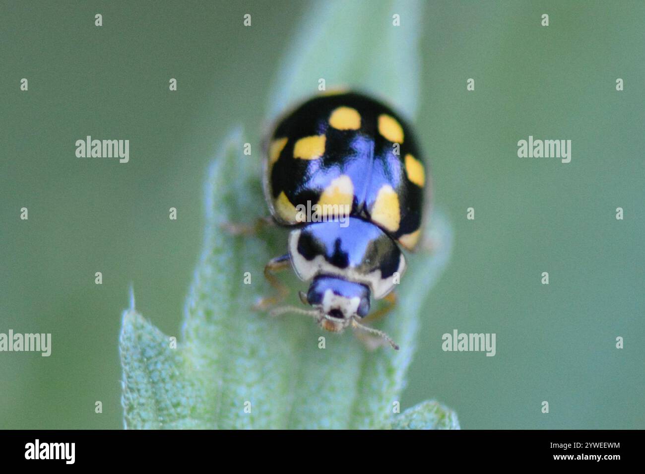 Fourteen-spotted Lady Beetle (Propylea quatuordecimpunctata Stock Photo ...