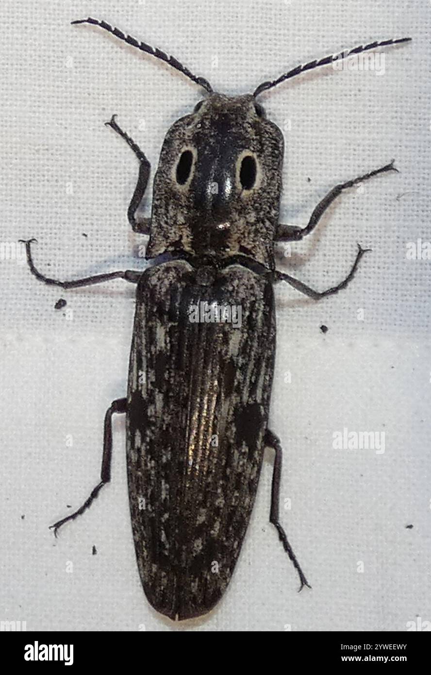 Small-eyed Click Beetle (Alaus myops Stock Photo - Alamy