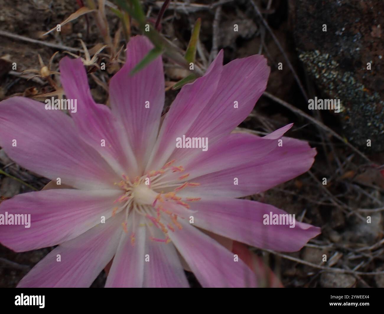 Bitterroot (Lewisia rediviva Stock Photo - Alamy
