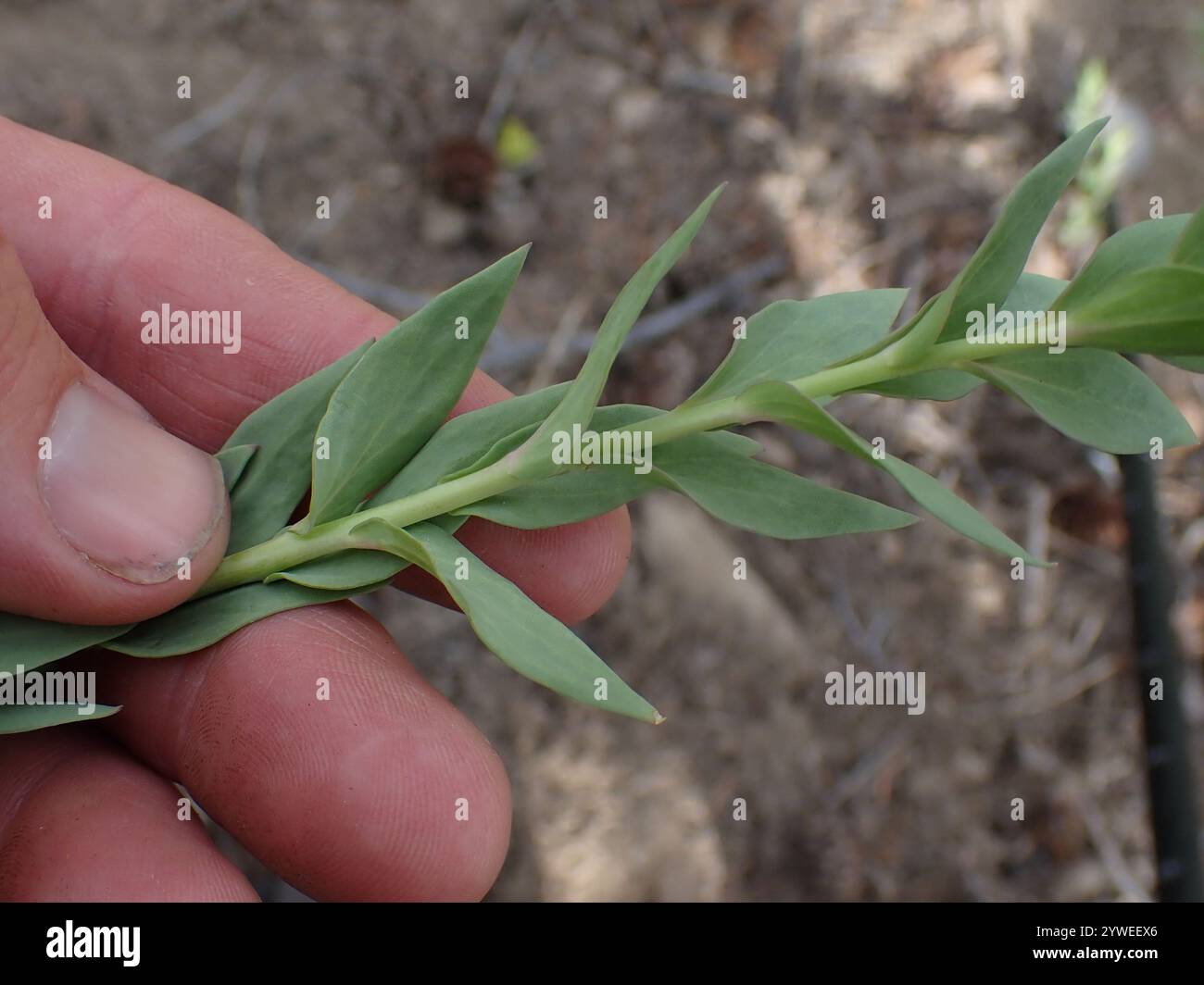 Balkan toadflax (Linaria dalmatica Stock Photo - Alamy