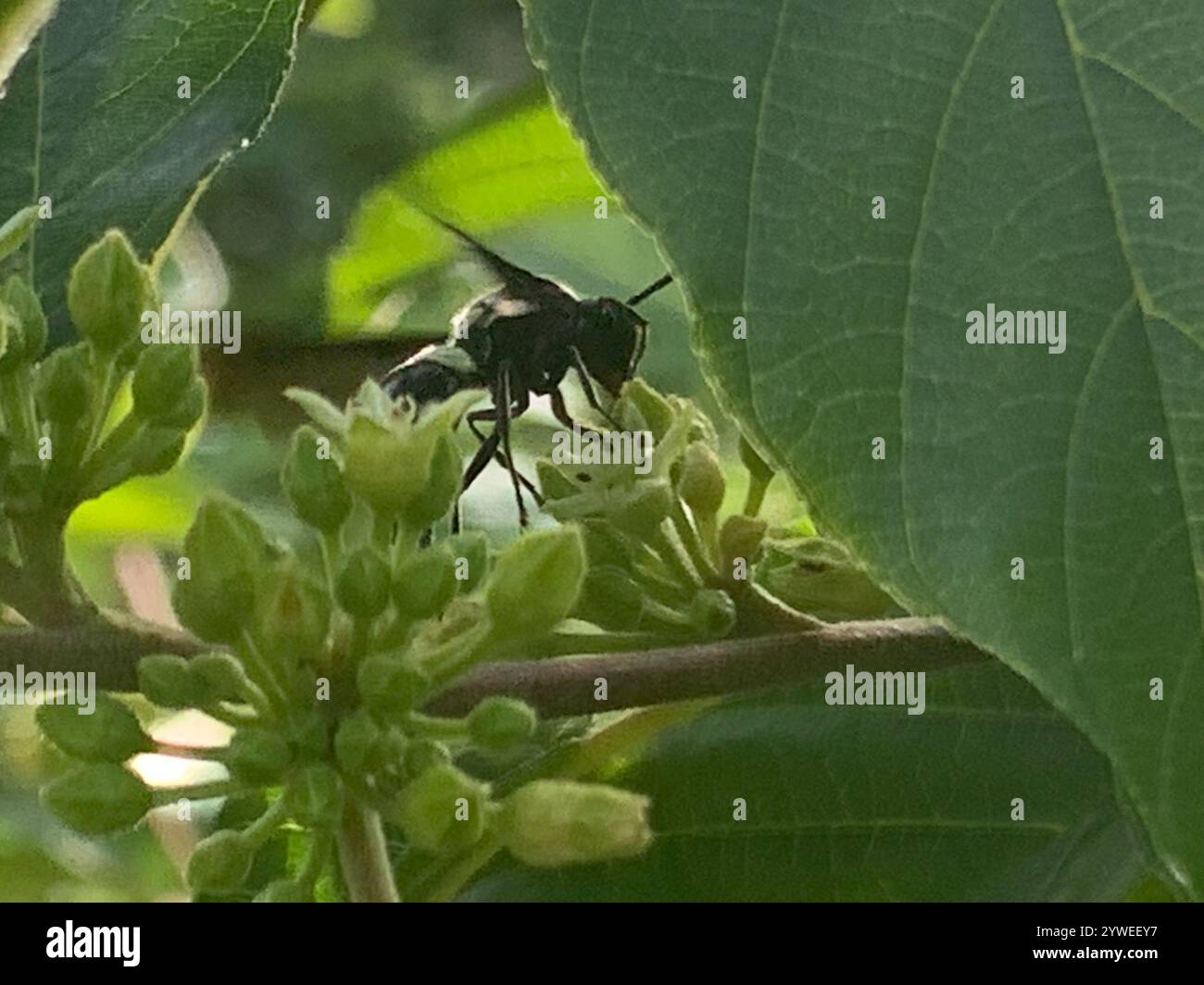 Four-toothed Mason Wasp (Monobia quadridens Stock Photo - Alamy