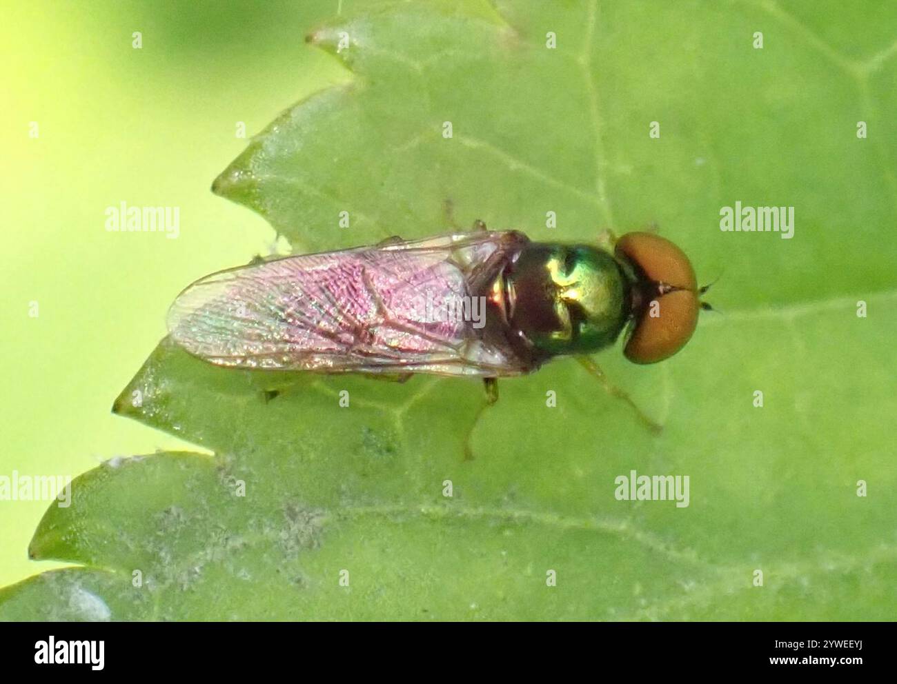 Black-horned Gem Fly (Microchrysa polita Stock Photo - Alamy