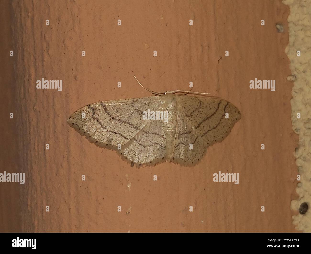 Riband Wave (Idaea aversata Stock Photo - Alamy