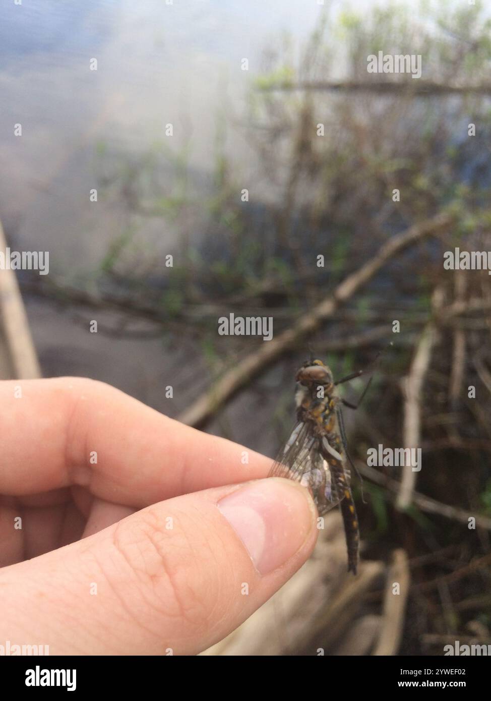 Beaverpond Baskettail (Epitheca canis Stock Photo - Alamy