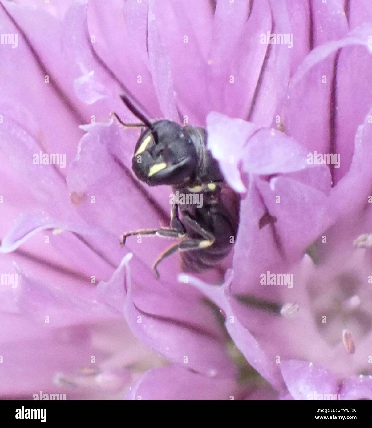 Masked Bees (Hylaeus Stock Photo - Alamy