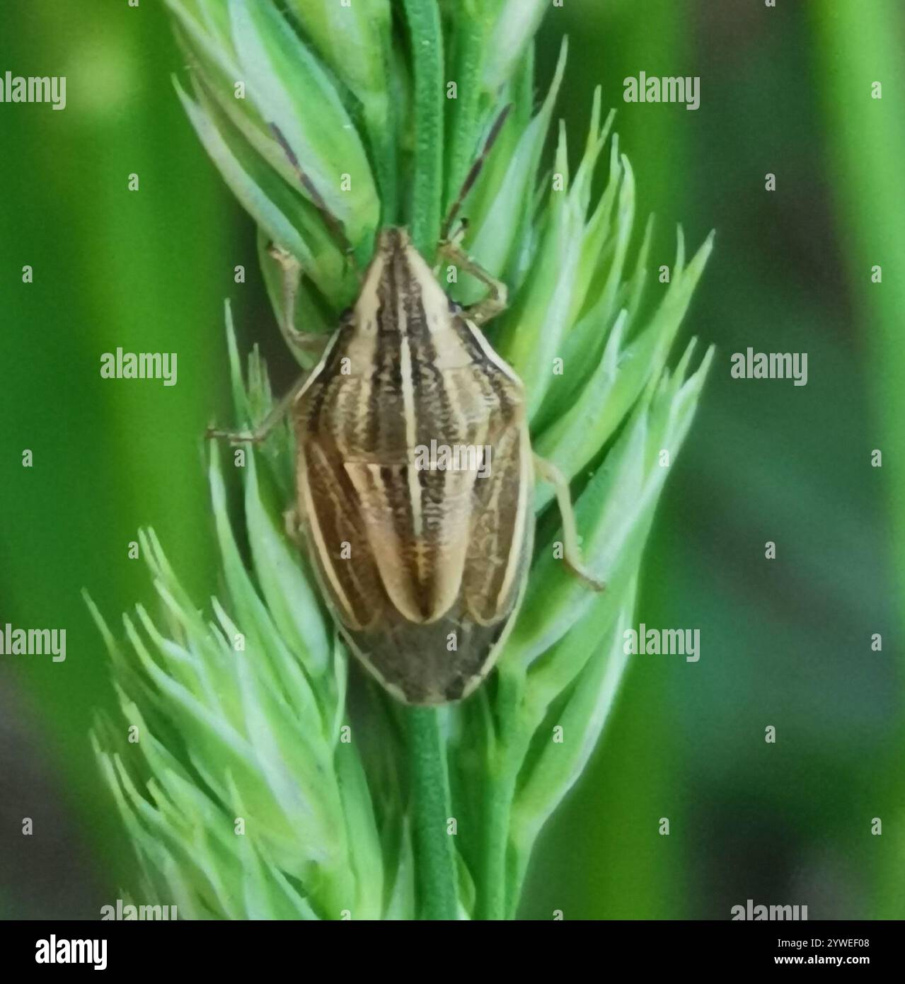 Bishop's Mitre Shield Bug (Aelia acuminata Stock Photo - Alamy