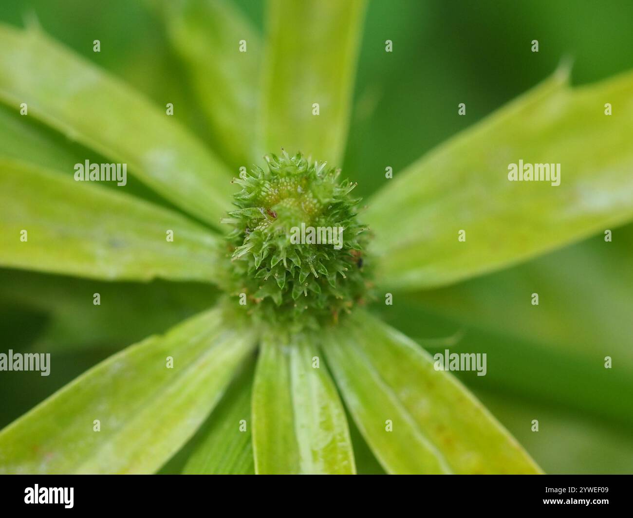 Mexican Culantro (Eryngium foetidum Stock Photo - Alamy