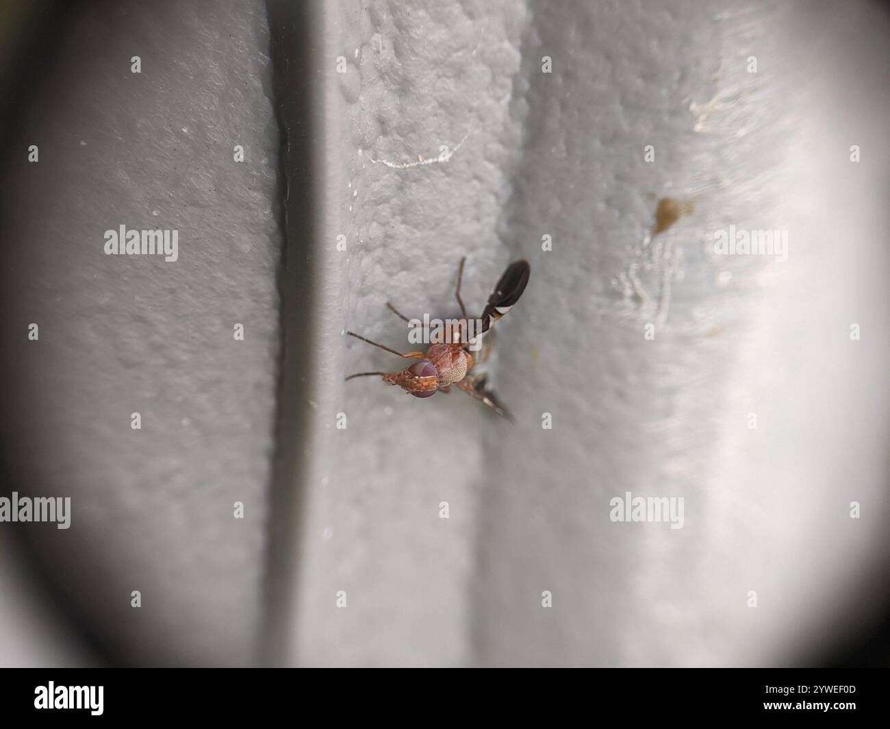 Common Picture-winged Fly (Delphinia picta Stock Photo - Alamy