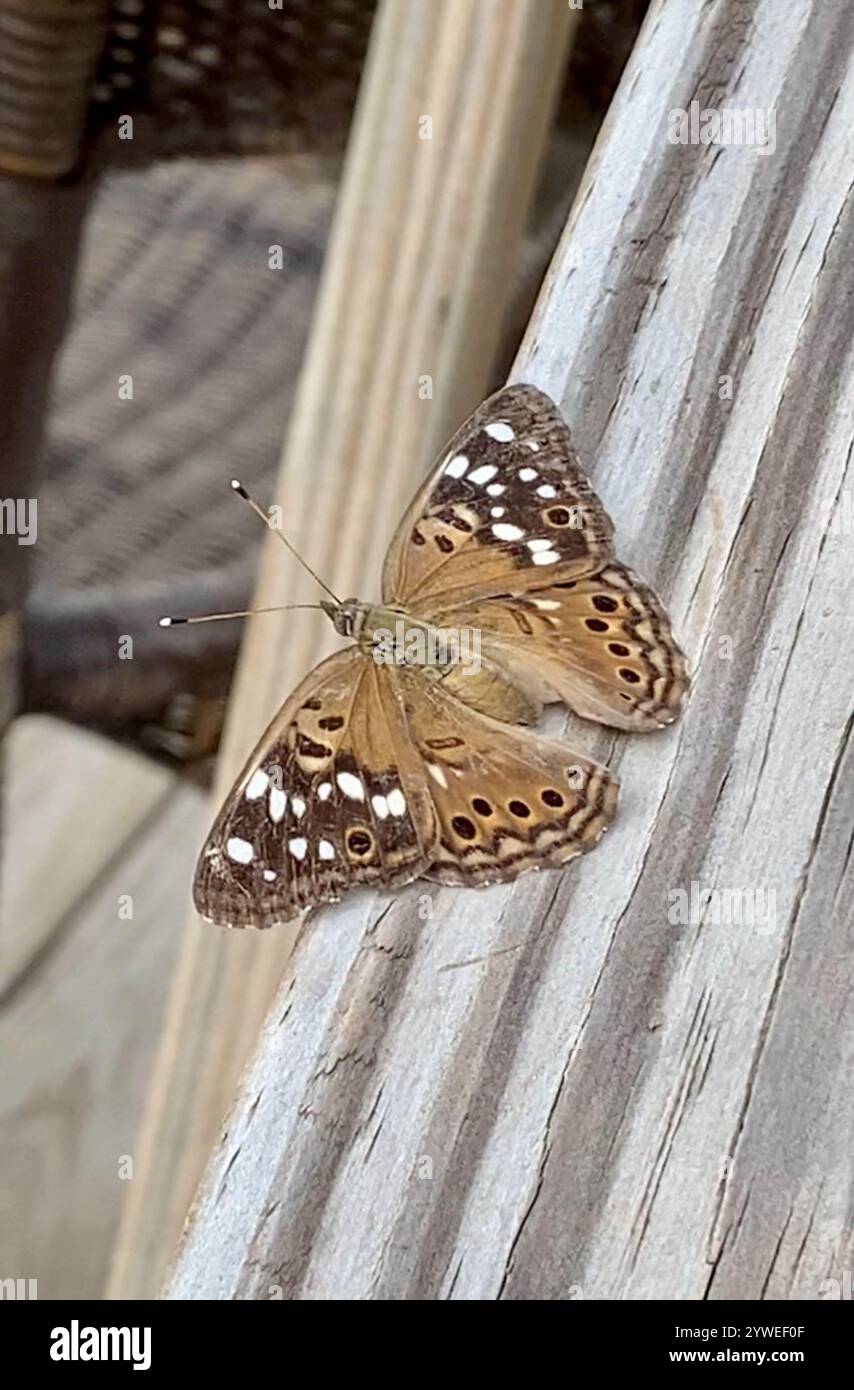 Hackberry Emperor (Asterocampa celtis Stock Photo - Alamy