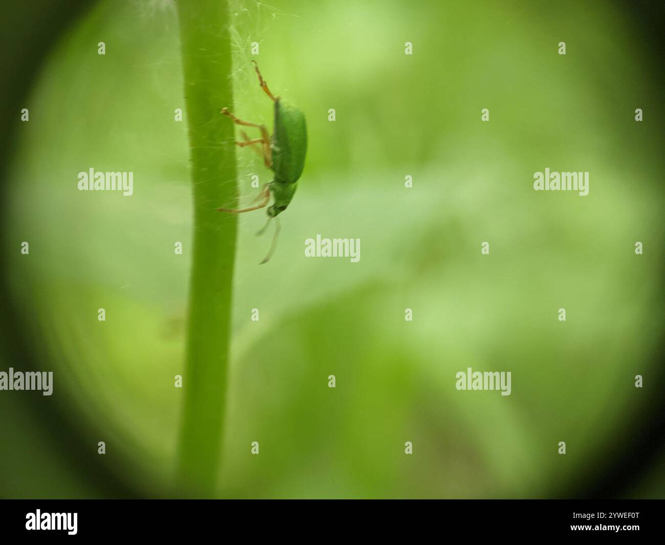 Green Immigrant Leaf Weevil (Polydrusus formosus Stock Photo - Alamy