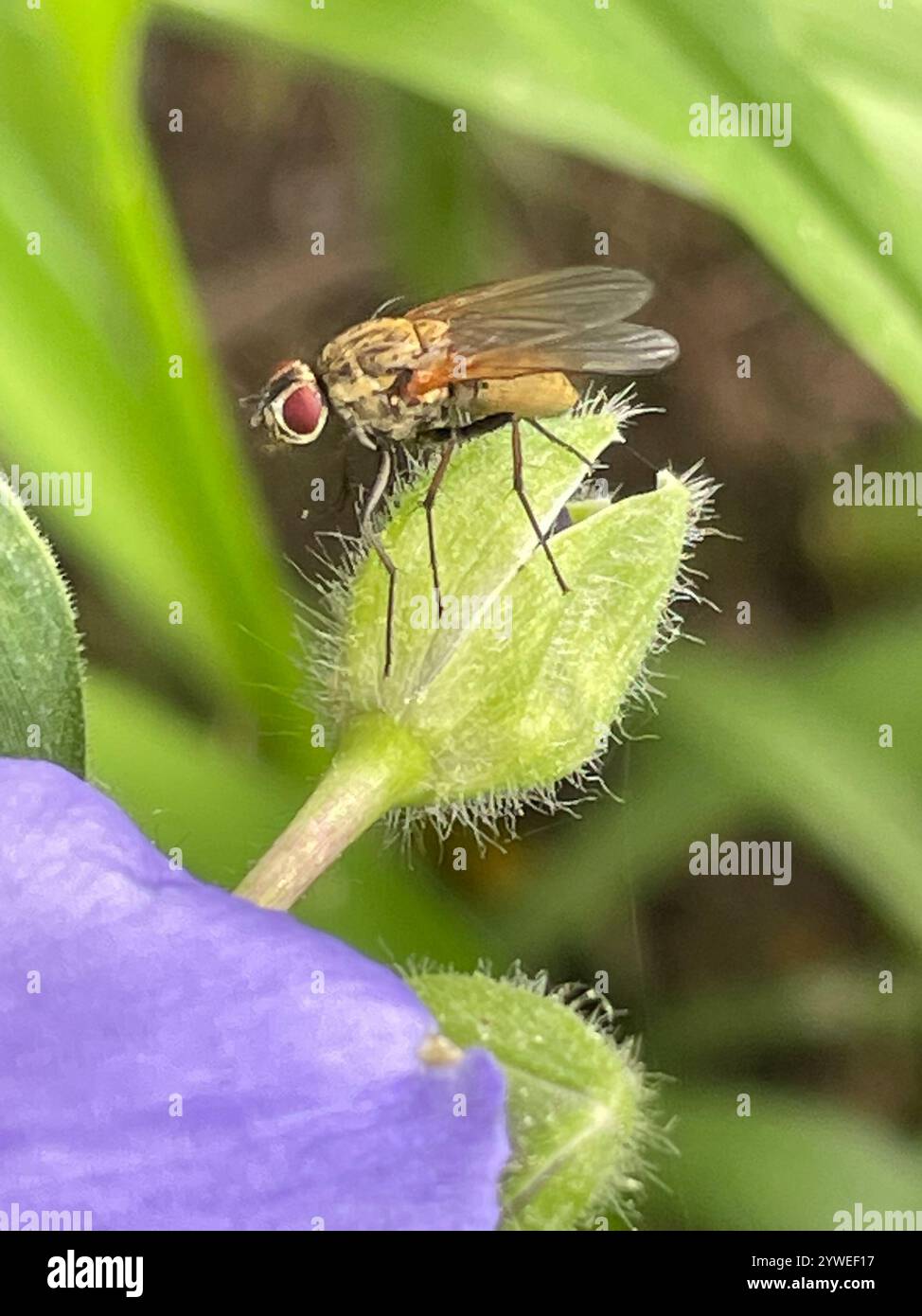 Common Tiger Fly (Coenosia tigrina Stock Photo - Alamy