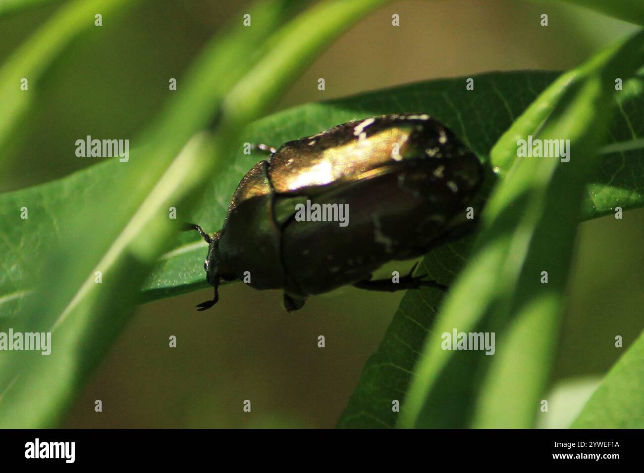Copper Chafer (Protaetia cuprea Stock Photo - Alamy