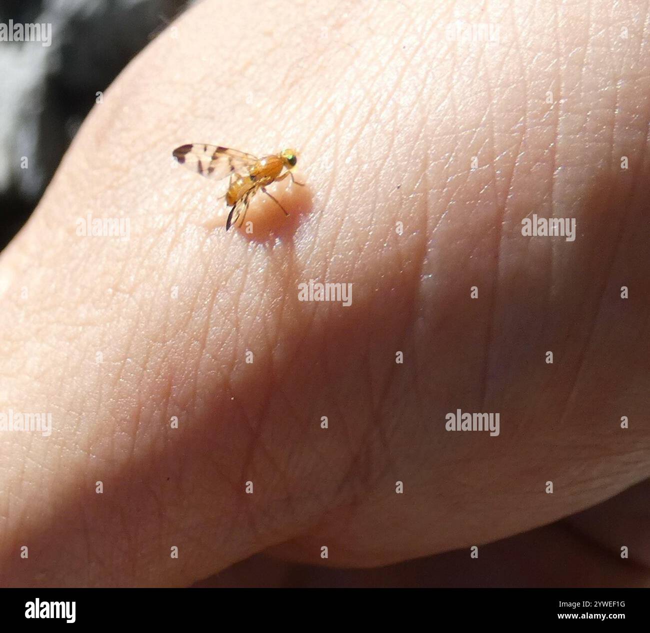 Fruit Flies (Tephritidae Stock Photo - Alamy