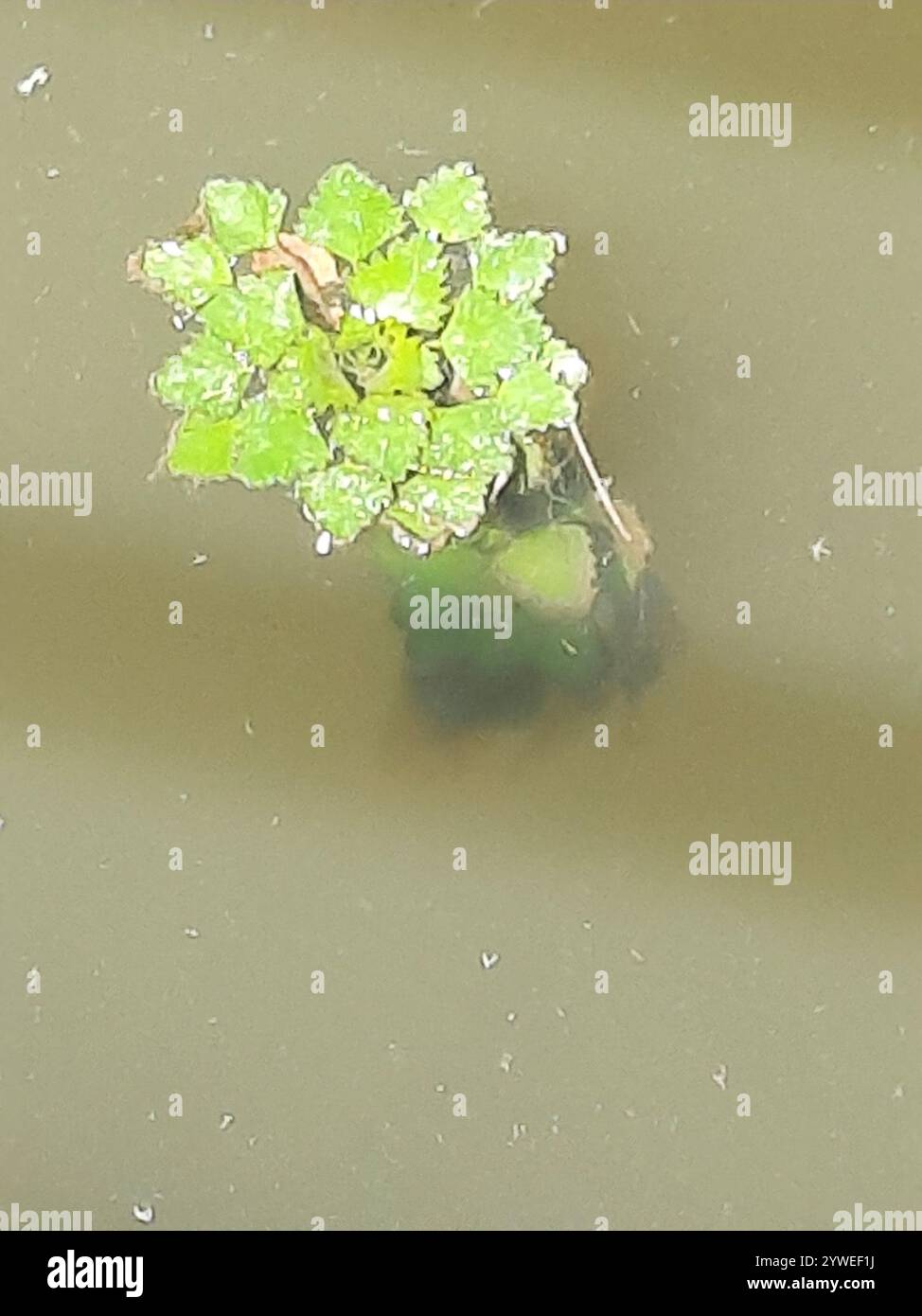 Water caltrop (Trapa natans Stock Photo - Alamy