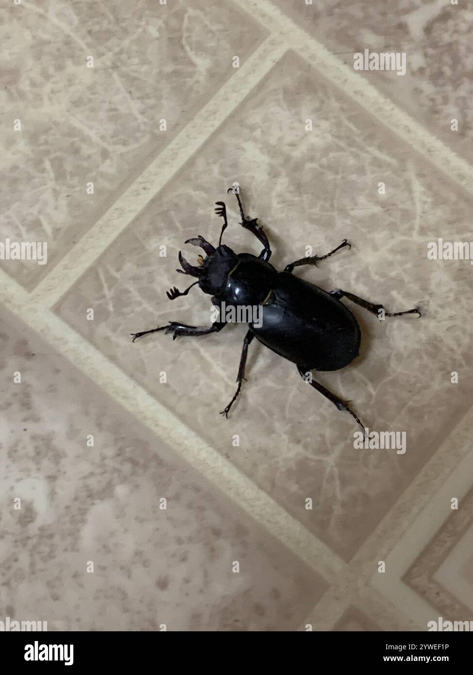 Smooth Stag Beetle (Lucanus placidus Stock Photo - Alamy