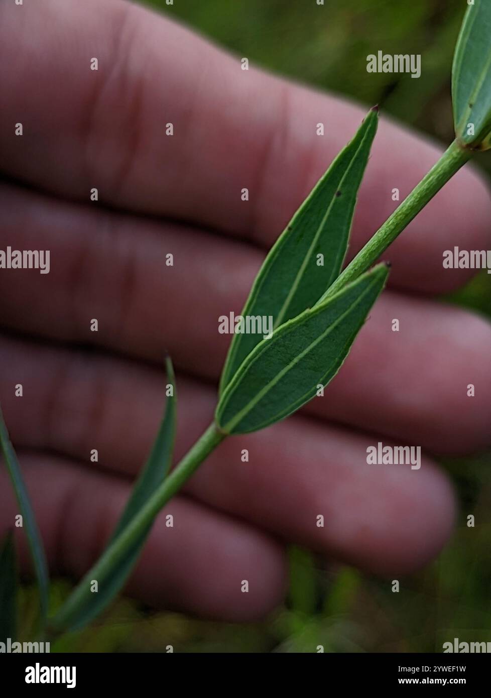 Savannah meadowbeauty (Rhexia alifanus Stock Photo - Alamy