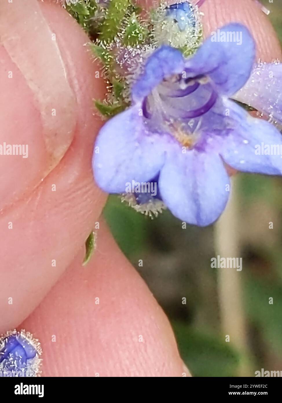 Front Range Beardtongue (Penstemon virens Stock Photo - Alamy