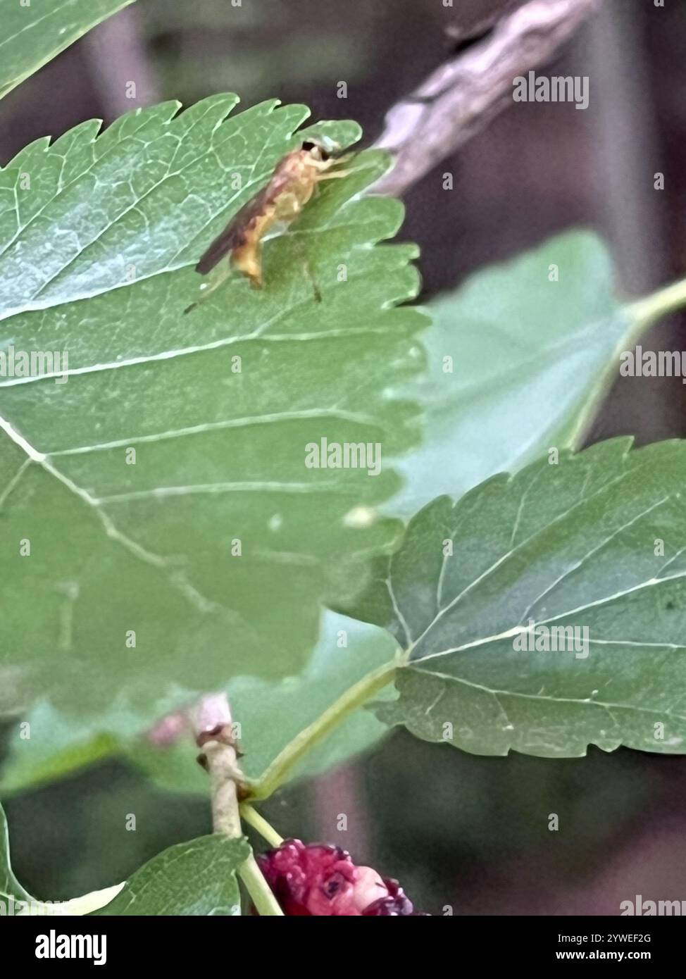 Compost Fly (Ptecticus trivittatus Stock Photo - Alamy