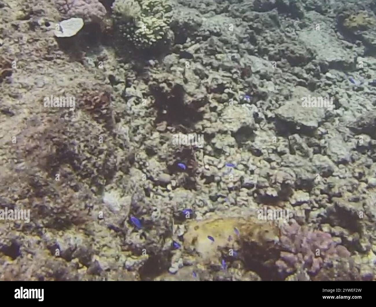 Ray-finned Fishes (Actinopterygii Stock Photo - Alamy