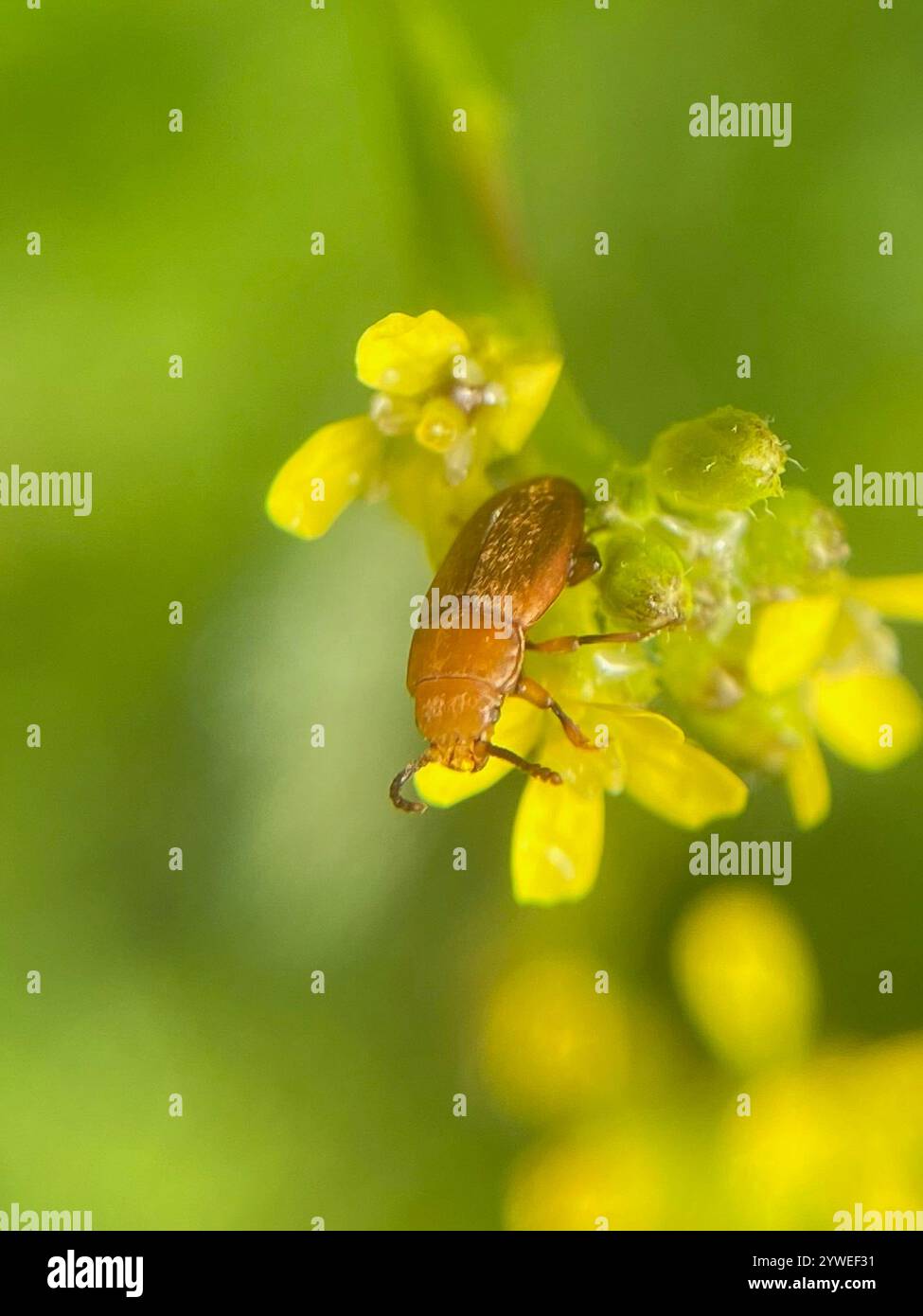 Silken fungus beetle hi-res stock photography and images - Alamy