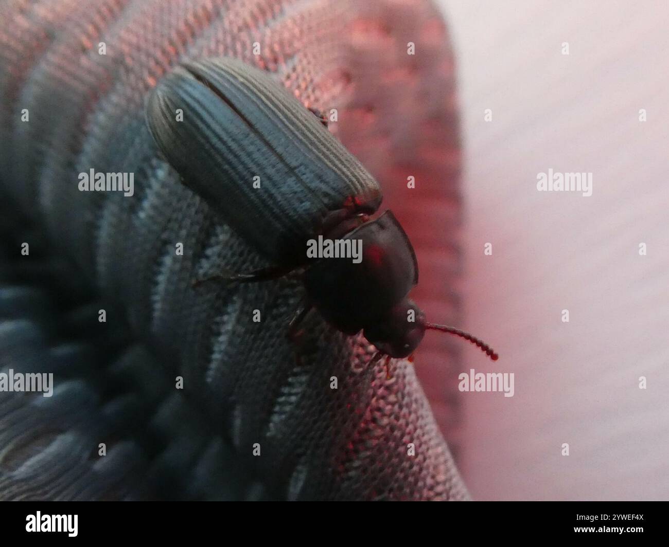 Yellow Mealworm Beetle (Tenebrio molitor Stock Photo - Alamy
