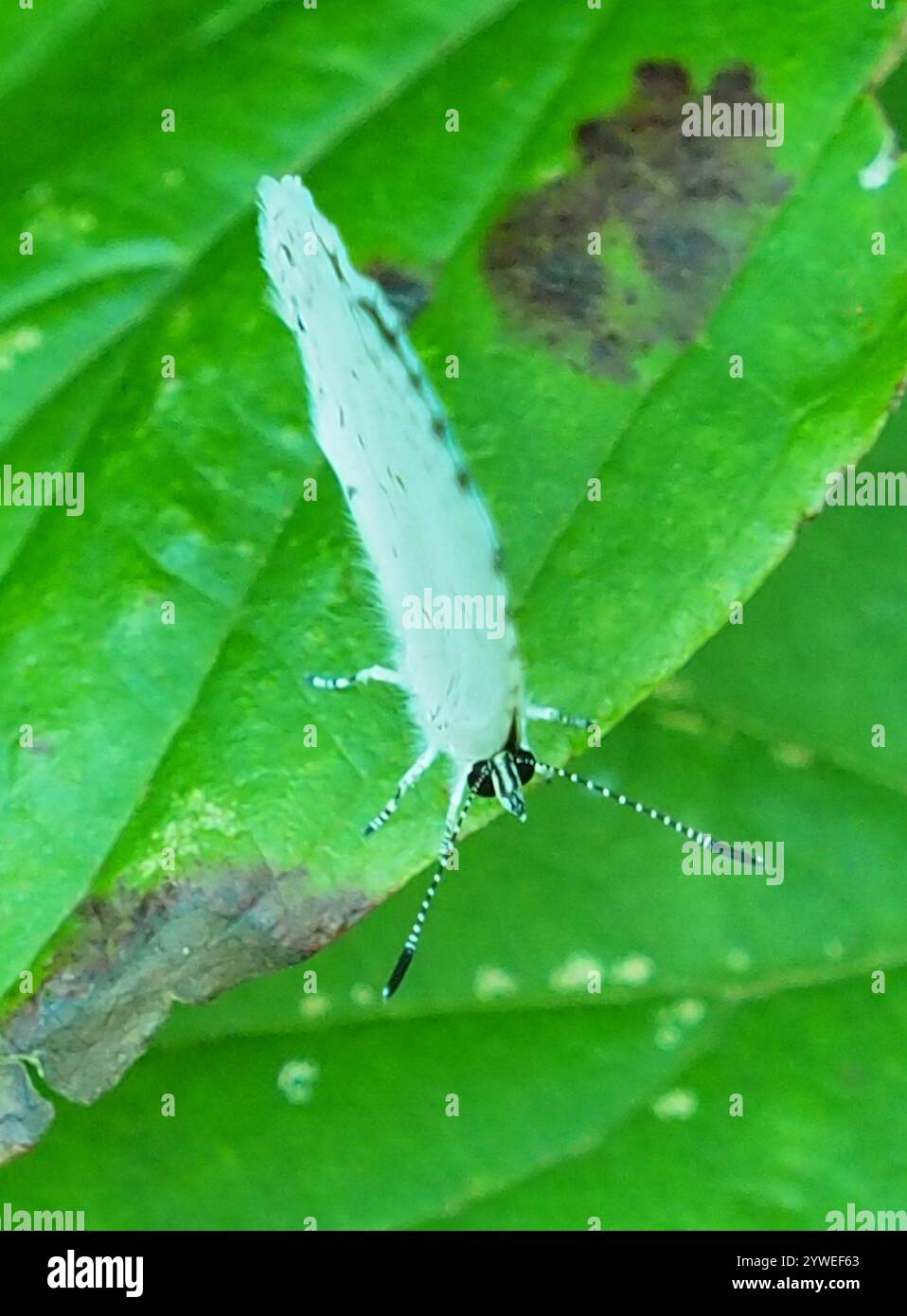 Summer Azure (Celastrina neglecta Stock Photo - Alamy