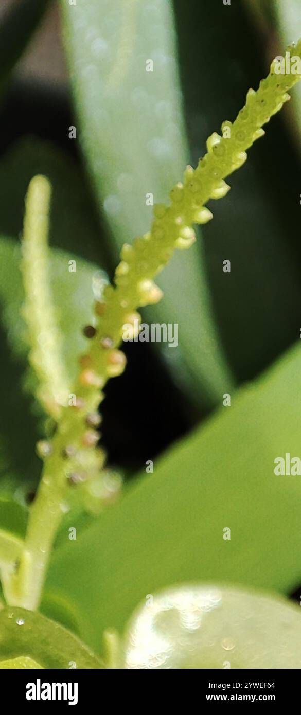 Pepper elder (Peperomia pellucida Stock Photo - Alamy