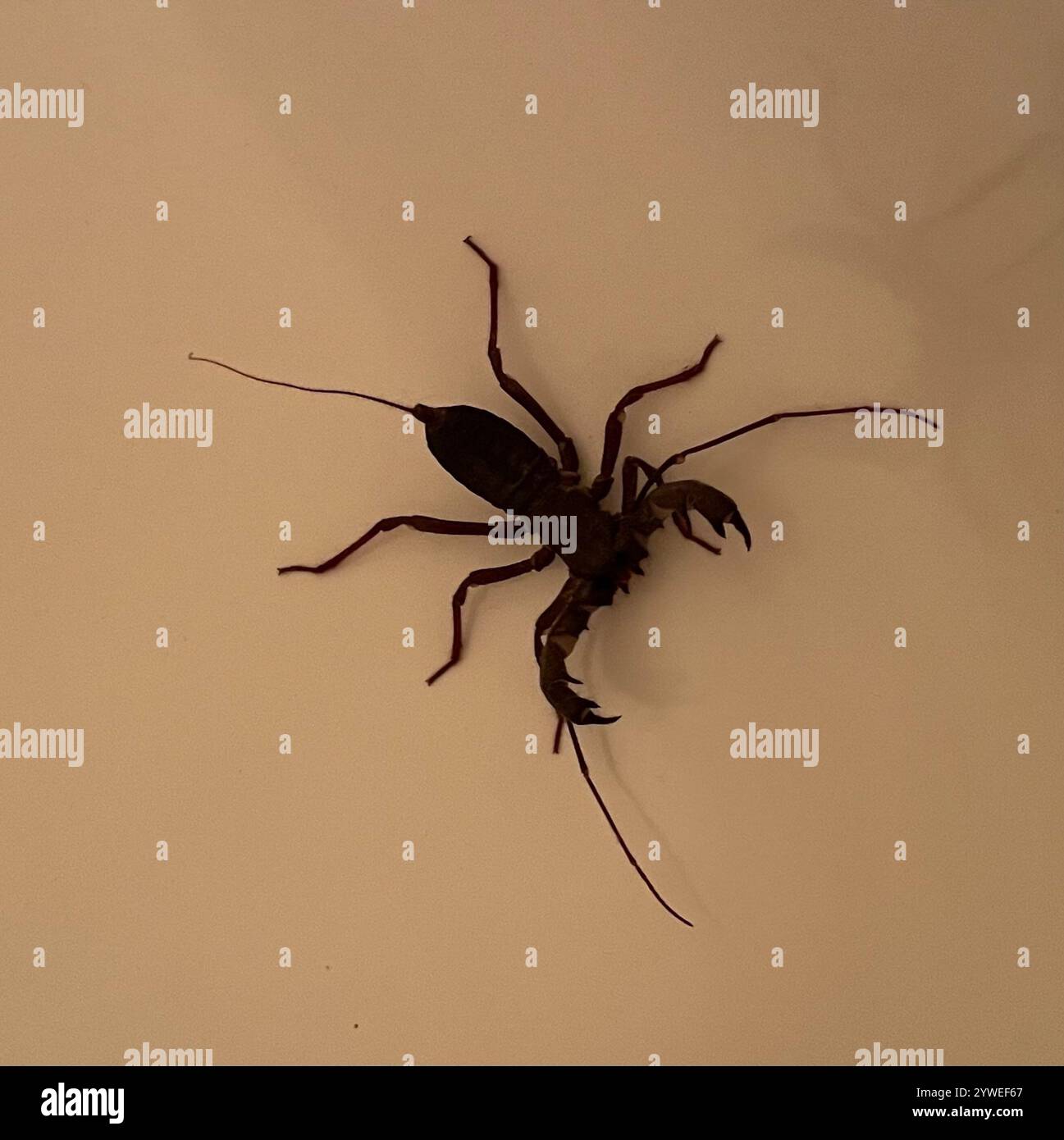 Giant Vinegaroon (Mastigoproctus giganteus Stock Photo - Alamy