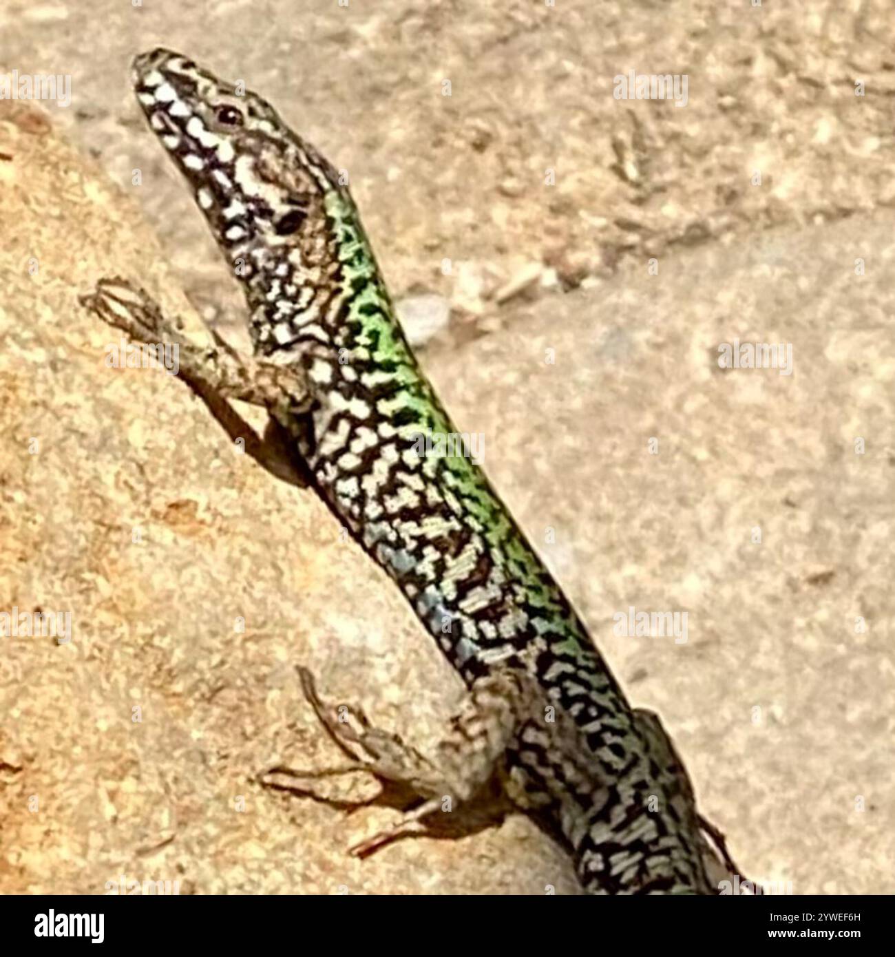 Common Wall Lizard (Podarcis muralis Stock Photo - Alamy