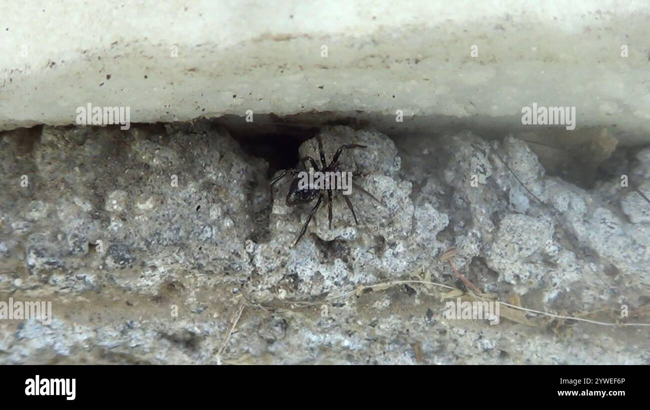 Ant-eating Spiders (Euryopis Stock Photo - Alamy