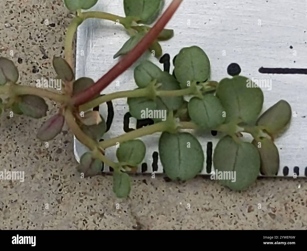 smallseed sandmat (Euphorbia polycarpa Stock Photo - Alamy