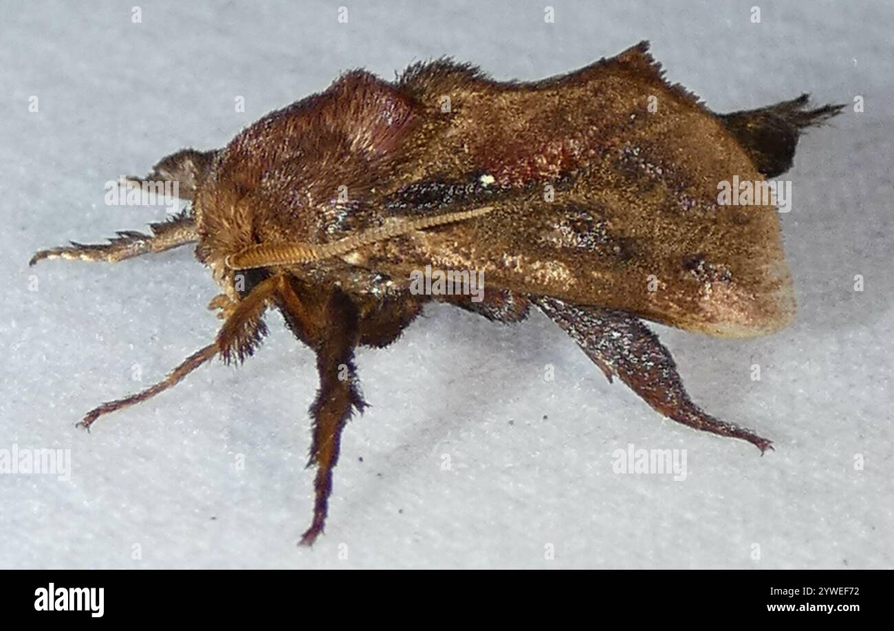 Saddleback Caterpillar Moth (Acharia stimulea Stock Photo - Alamy