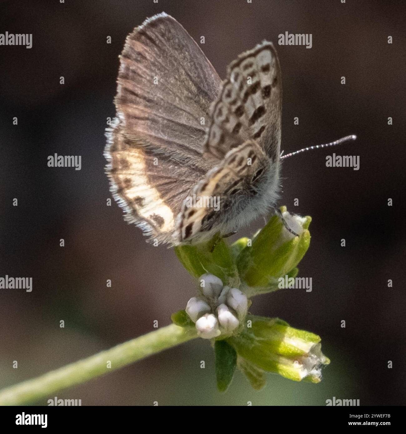 El Segundo Blue (Euphilotes battoides allyni Stock Photo - Alamy