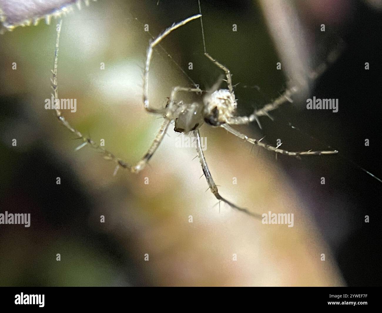 Pirate Spiders (Mimetidae Stock Photo - Alamy