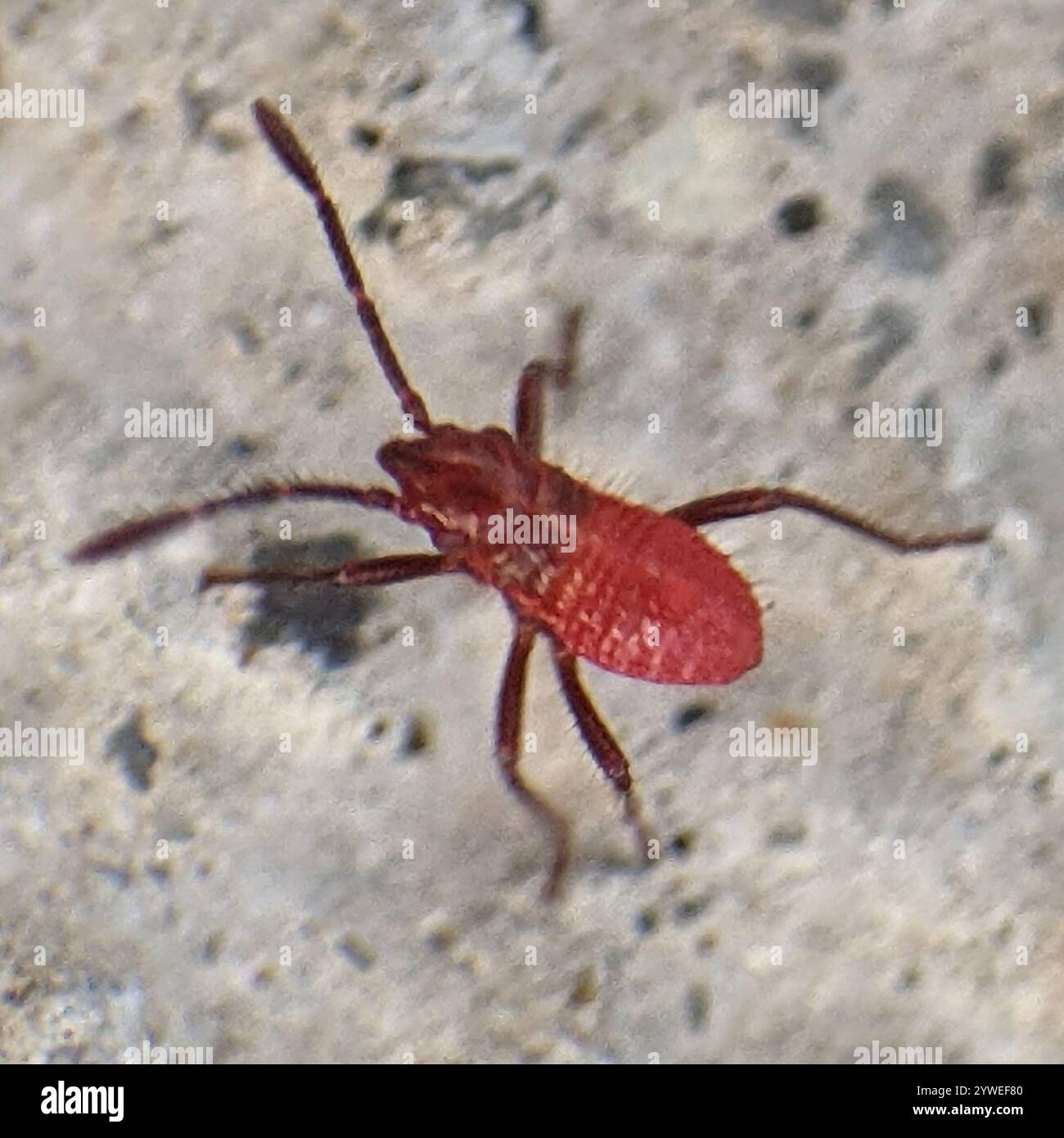 Leaf-footed Bugs and Allies (Coreoidea Stock Photo - Alamy
