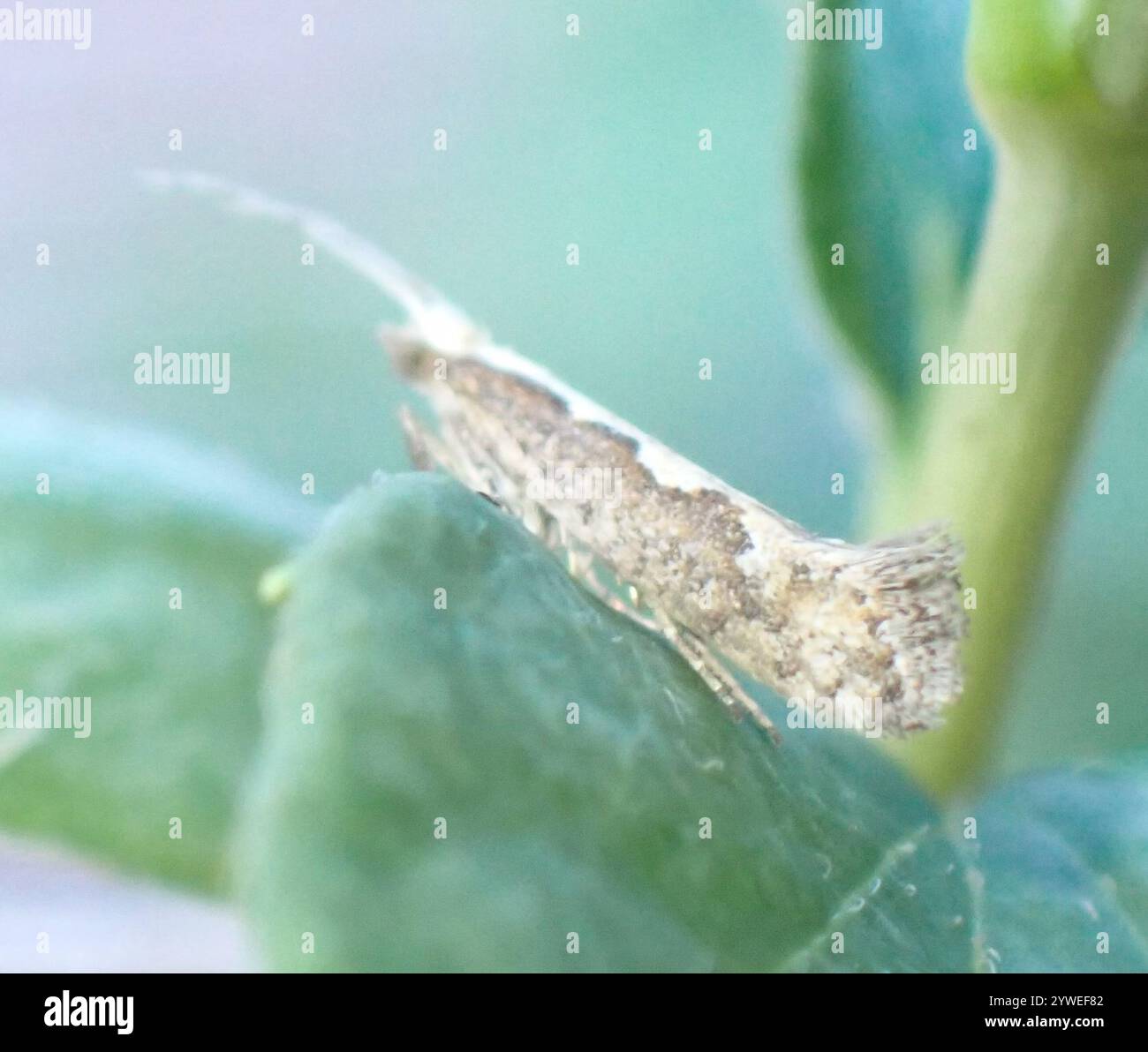 Diamondback Moth (Plutella xylostella Stock Photo - Alamy