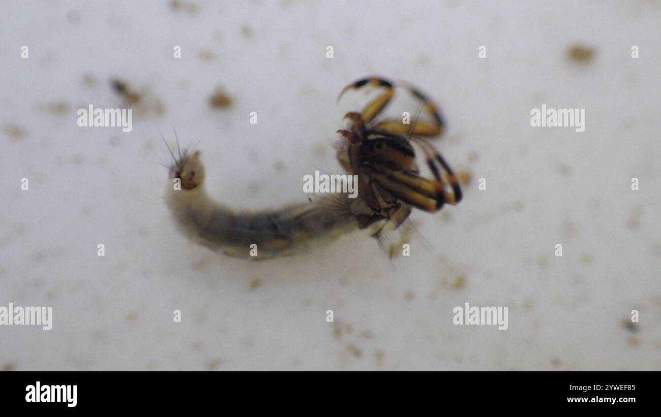 Humpless Casemaker Caddisflies (Brachycentridae Stock Photo - Alamy