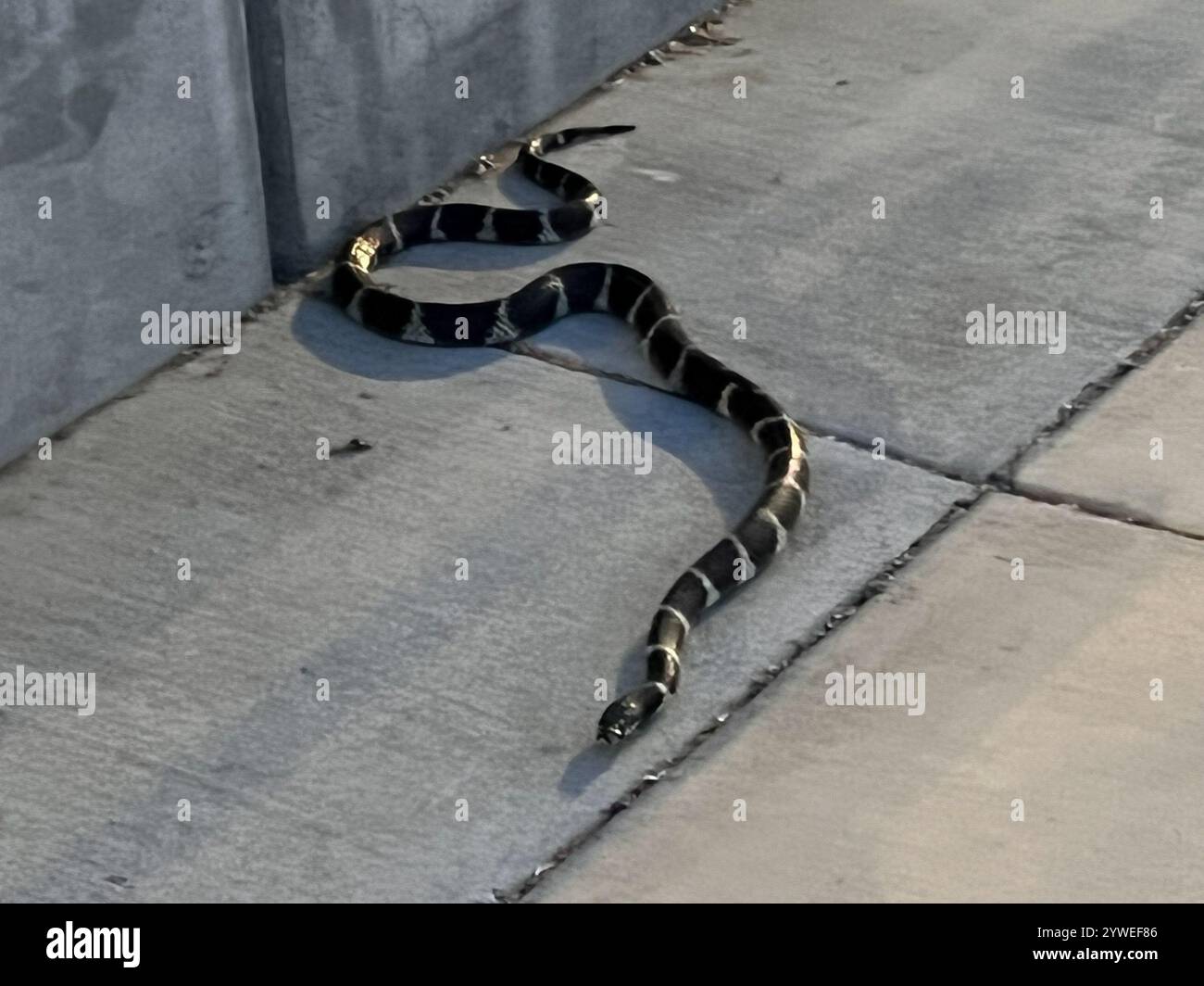 California King Snake (Lampropeltis californiae Stock Photo - Alamy