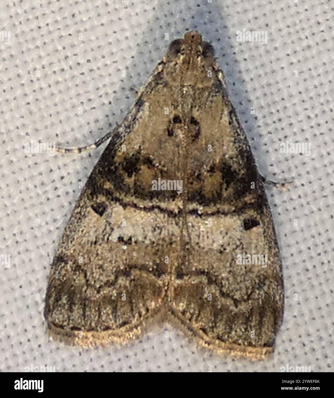 Maple Webworm Moth (Pococera asperatella Stock Photo - Alamy