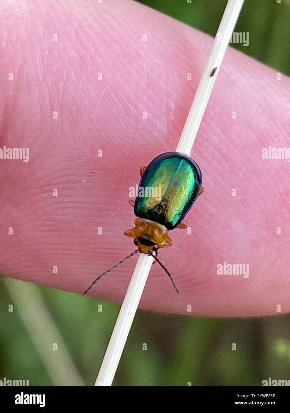 Halensis hi-res stock photography and images - Alamy