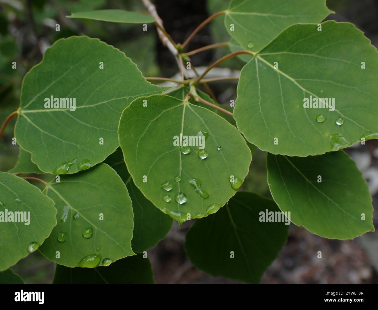 trembling aspen (Populus tremuloides Stock Photo - Alamy